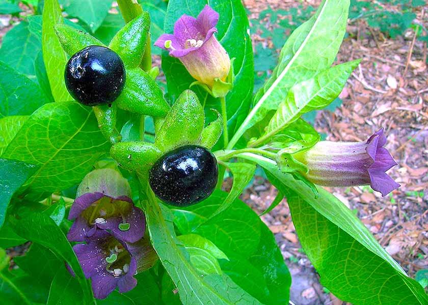 Güzel avrat otu nasıl bir ot? Güzel avrat otunun yan etkileri nelerdir?