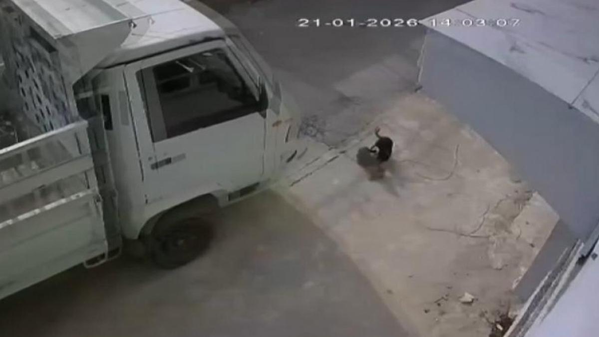 2 kediyi acımasızca ezen sürücü kameraya böyle yansımıştı! O caninin ...