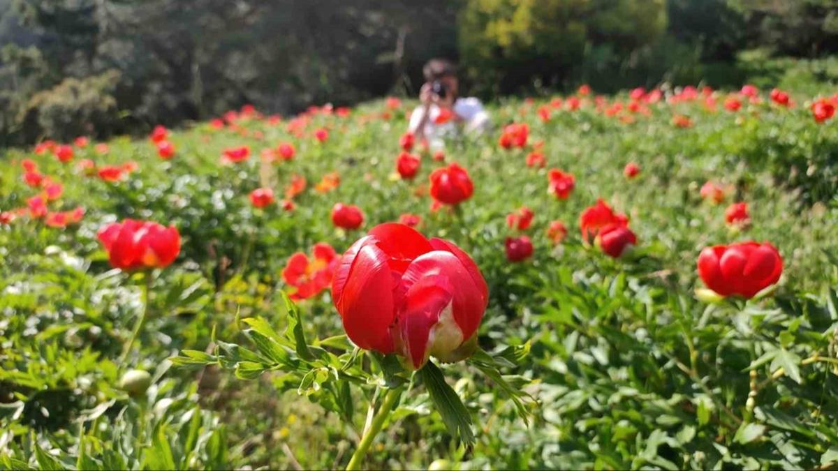 Şakayıkları kopartana 700 bin TL ceza